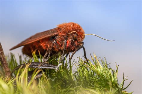 Metamorfosis etapas clave en tu transformación personal