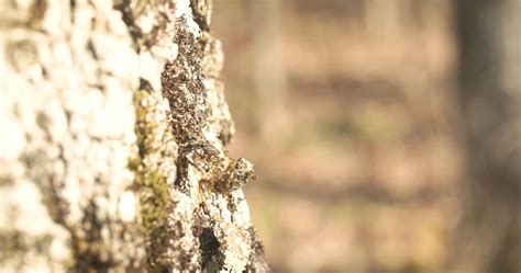 The Sweet Science Of Why Maple Trees Produce Sap SAPJACK