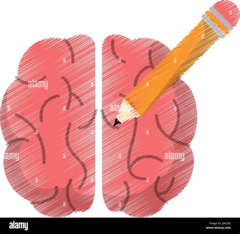 Drawing Brain Idea Pencil Knowledge Stock Vector Image Art Alamy