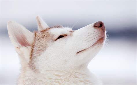 Wallpaper 1366x768 Husky
