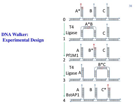 Autonomous Dna Walking Devices Ppt Download