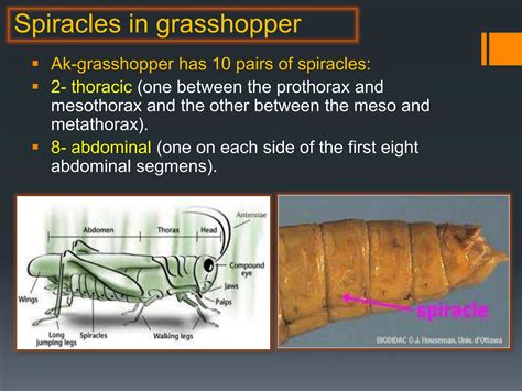 6th Module Insects Respiratory Digestive And Integument Systemand