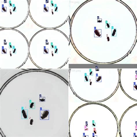 ai虫子种类识别数据集（近3000张图片已划分、已标注）｜适用于yolo系列深度学习分类检测任务【数据集分享】 申公豹本豹 博客园