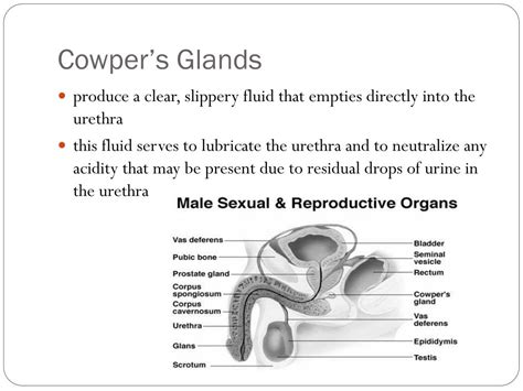 Cowpers Gland In Male Reproductive System At Joyce Hartmann Blog