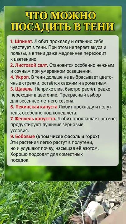 Что можно посадить в тени — 10 неприхотливых культур Youtube