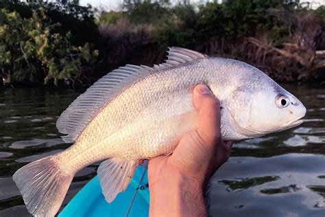 Freshwater Drum Info Habitat Fishing Tips And More Fishrook