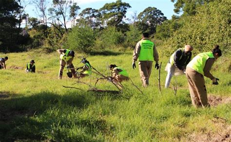 Tree Plantation New South Wales Australia Dera Sacha Sauda Australia