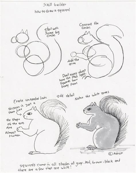 Adron S Art Lesson Plans How To Draw A Squirrel Lesson For Babe Artist