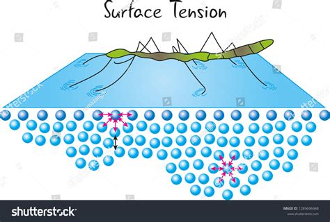 「ひょうめんちょうりょく」の画像、写真素材、ベクター画像 Shutterstock