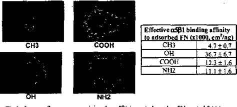 Figure 1 From Surface Chemistry Modulates Integrin Binding Focal