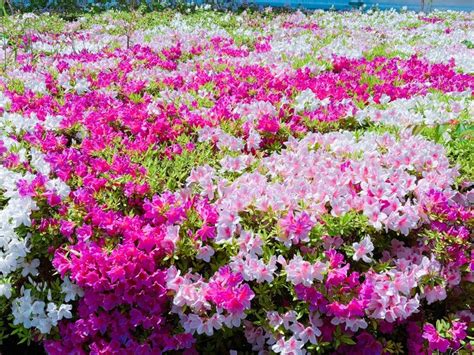 令和7年5月3日 5月のスケジュール ヴィラドゥのぞみ