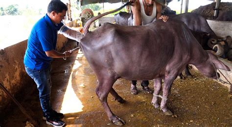 Livestock Development Program Artificial Insemination Dcm Shriram Foundation