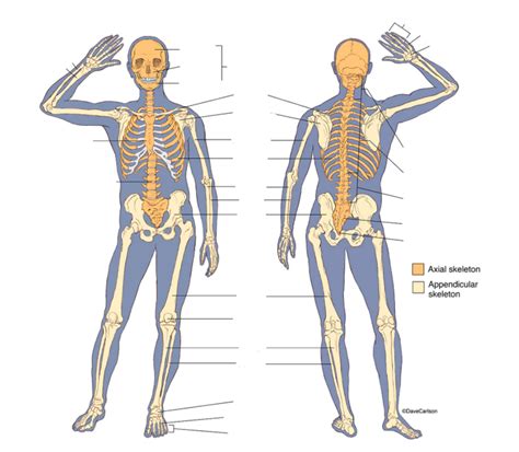 Lab Exercise 8 Human Skeletal System Diagram Quizlet