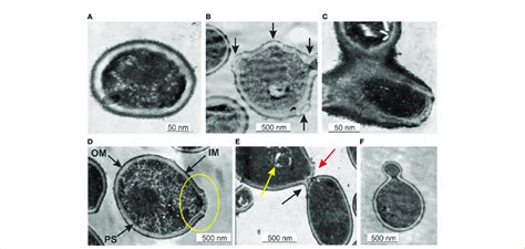 A Primary Cell With A Mossy Cell Wall Bar 50 Nm B Cell Surface