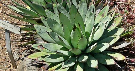 Types Of Agave Plants Varieties For Houseplant And Landscape Use