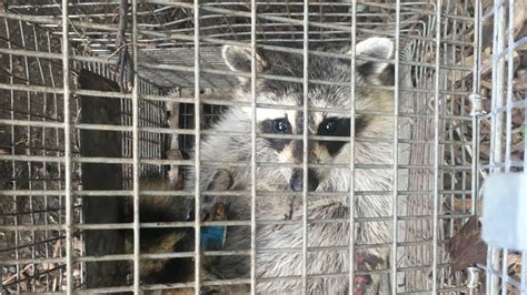 Powerhouse Animal And Pest Control