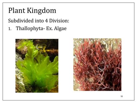 1 Botanical Classification Ppt Agriculture Industries