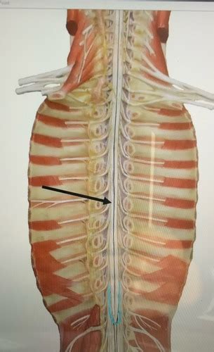 CHAPTER SPINAL CORD Flashcards Quizlet