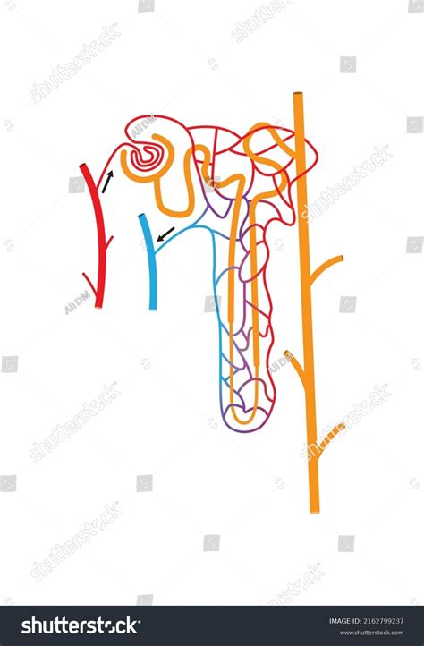 Scientific Designing Nephron Structure Microscopic Structural Stock Vector Royalty Free