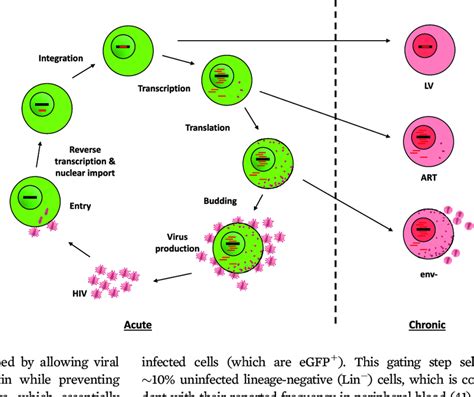 Schematic Representation Of The Hiv 1 Replication Cycle In Cd4 T Download Scientific Diagram