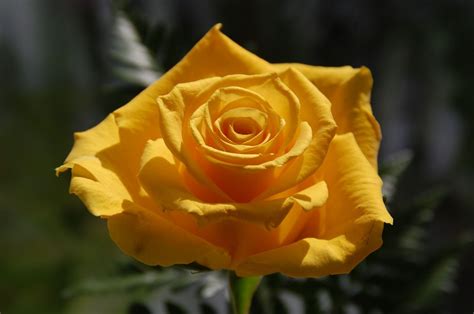 무료 이미지 가시가있는 복고풍의 꽃잎 여름 꽃 무늬의 애정 선물 장미 꽃 봄 색깔 자라다 낭만적 인 노랑 플로라 다년생의 시즌 식물의 원예