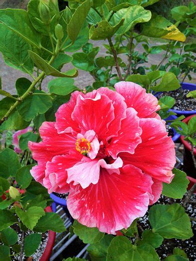 The Tiare ‘aute The Tahitian Hibiscus Moana Voyages