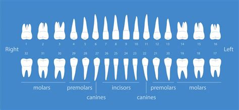 Bicuspid Teeth Functions Care And Solutions For Problems