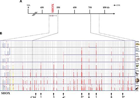 Comparative Genomic Analysis A Schematic Representation Of The