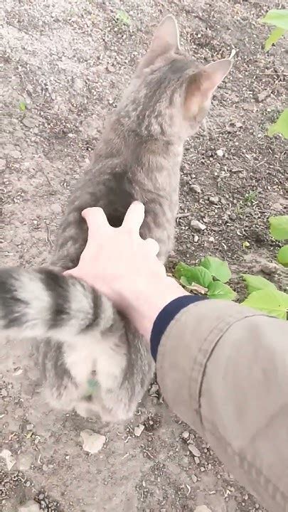 Наткнулся по пути домой Youtube