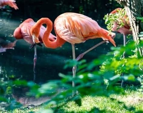 16 Birds That Stand On One Leg Exploring The Phenomenon