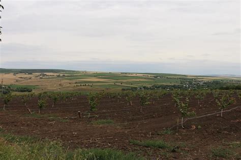 Premium Photo A Field Of Trees And Fields