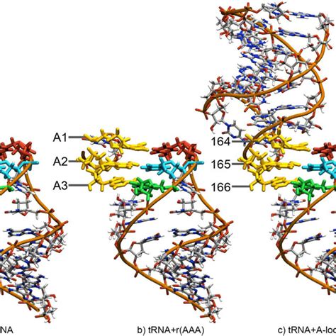 Anticodon Stem Loops Of Naturally Occurring Yeast And E Coli Trnas In