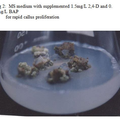 In Vitro Callus Induction Of Rosa Hybrida L Cv Babylon Biosciences Biotechnology Research Asia