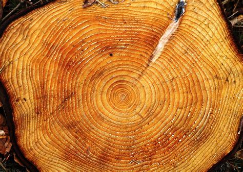 Edit Free Photo Of Tree Ring Age Growth Concentric Needpix Com