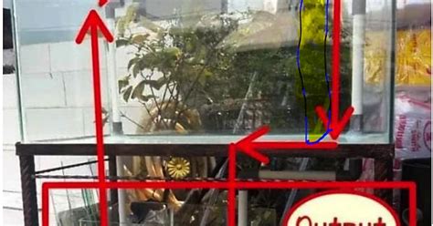 Aquarium Overflow Album On Imgur