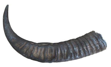 Que Desitgem Quan Diem Salut I Força Al Canut Magrada Catalunya