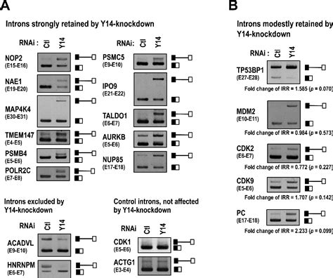 Figure From The Exon Junction Complex Controls The Efficient And Faithful Splicing Of A Subset