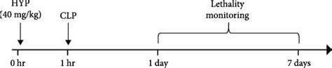 Hyperoside Hyp Treatment Attenuated Sepsis Induced Ali A Schematic