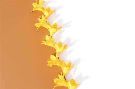 파스텔과 고립 된 흰색 배경에 노란색 백합 꽃 레이아웃 세련된 복고풍 디자인 템플릿 여름 컨셉 공간을 복사합니다 0명에 대한 스톡 사진 및 기타 이미지 Istock