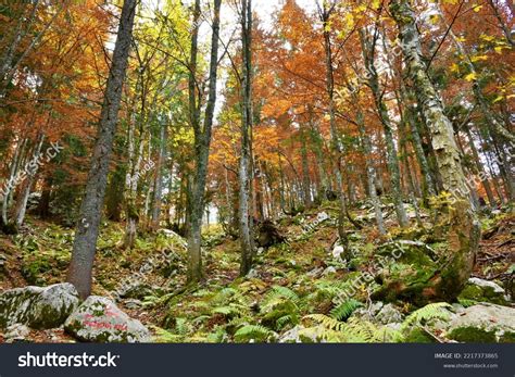 Temperate Deciduous Forest Eastern Deciduous Forests