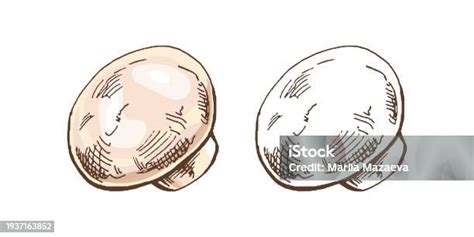 유기농 식품 손으로 그린 색과 흑백 벡터 스케치 샴 피뇽 낙서 빈티지 일러스트입니다 카페 및 라벨 메뉴 장식 새겨진 이미지 가을에 대한 스톡 벡터 아트 및 기타 이미지