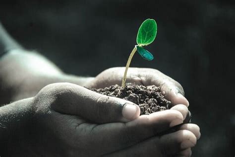 Plant Problems Solved 10 Easy Fixes Plant Problems Solved 10 Easy Fixes