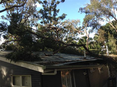 Storm Damage Heartwood Tree Solutions