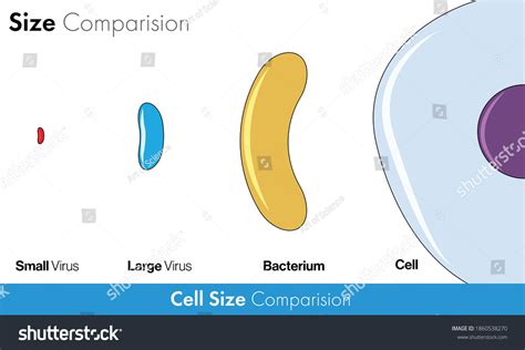 Cell Size Comparison Vector Design Concept Stock Vector Royalty Free
