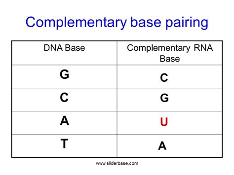 Protein Synthesis Simplified Presentation Cell Biology