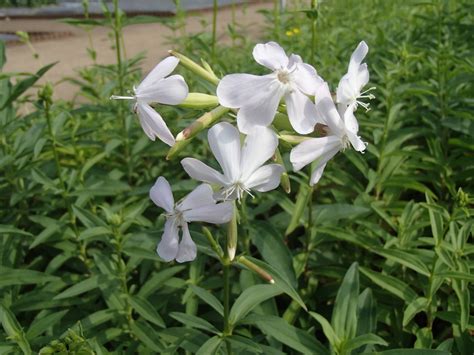 サボンソウナデシコ科 開花情報 ふれあいガーデン草星舎