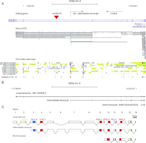 The Structure Of Human Phactr1 Transcripts A The Transcript