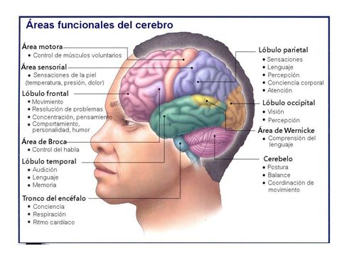 Medicina Y Grafia Education Partes Del