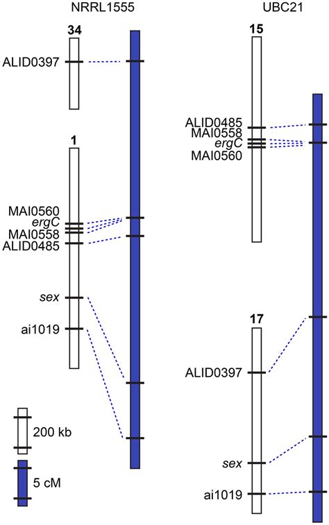 Maps Of The Physical Positions Of Markers On Genome Sequencing