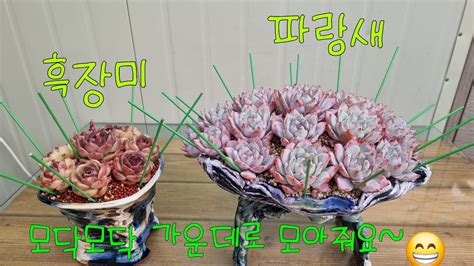 24314목어제 샤워 햇쩌요~😆깔끔해진 💕파랑새💕 흑장미💕 가운데로 모아모아 수형 잡아 줘요~😁😆향원이네다육 010 6828 3188 Youtube